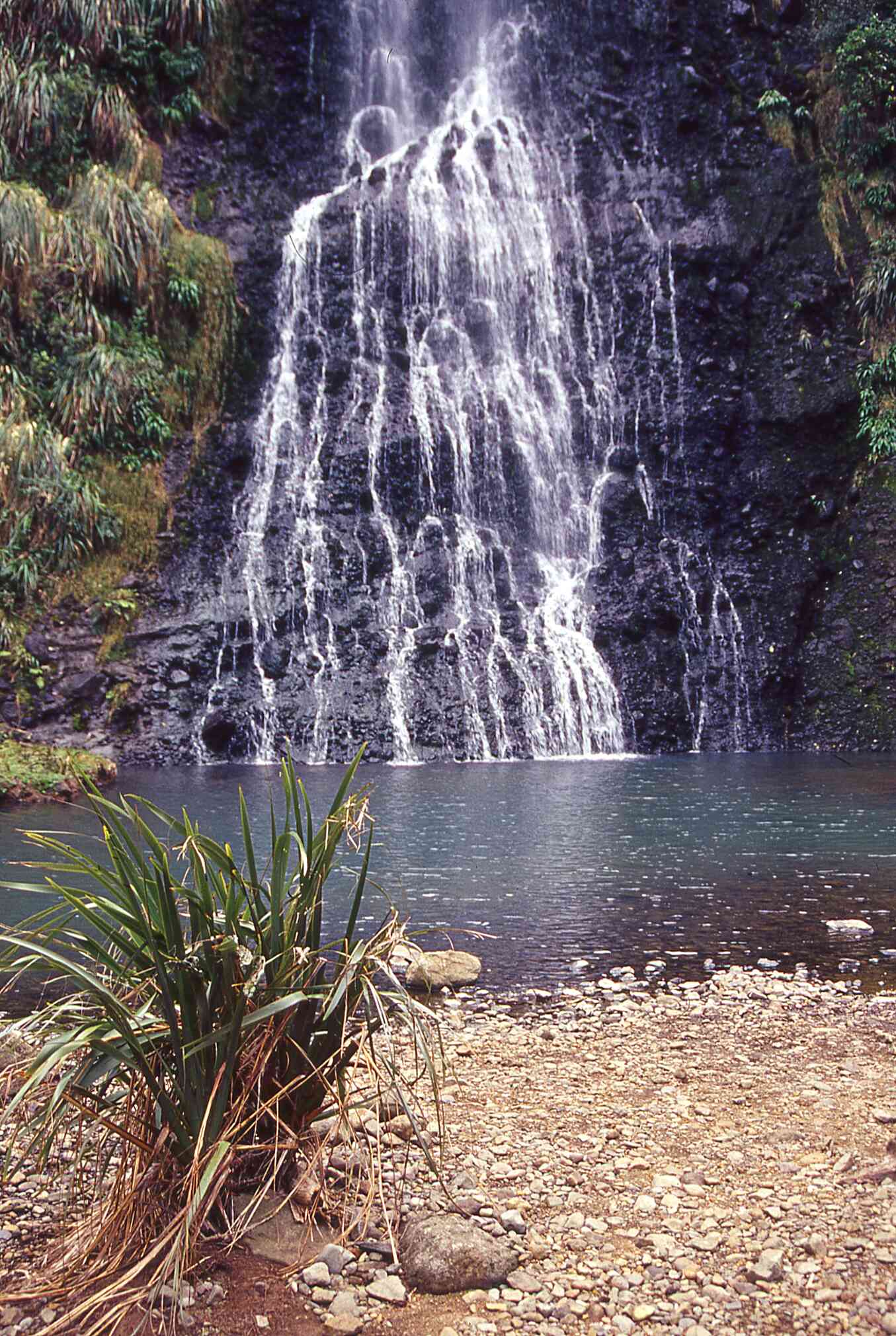Taraire Track - Karekare Falls, Auckland Region, NZ - 2 travel reviews ...