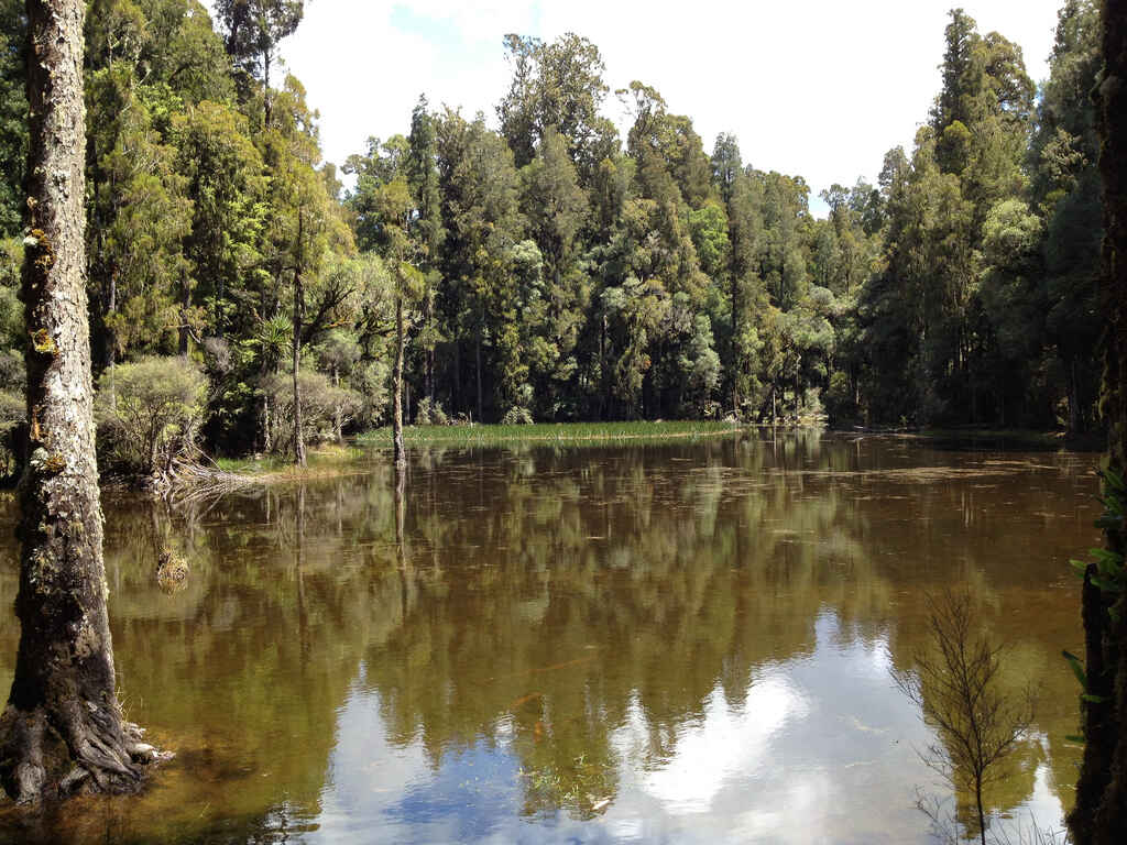Waihora Lagoon Track - Pureora Forest Park, Waikato, NZ - 2 travel ...