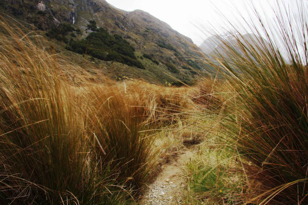 Greenstone & Caples Tracks - Fiordland National Park, Queenstown Region ...