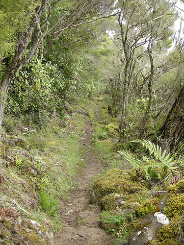 Aniwaniwa Falls Track - Lake Waikaremoana, Out East, NZ - 1 travel ...