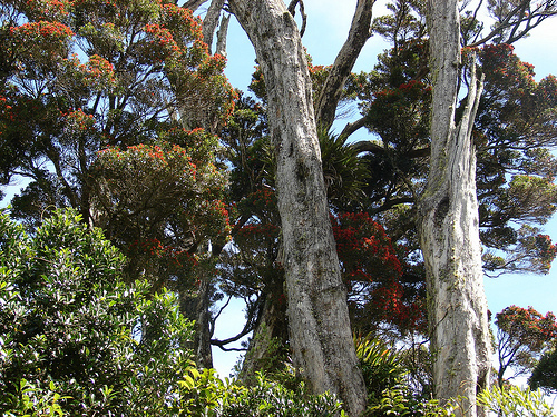 Aniwaniwa Falls Track - Lake Waikaremoana, Out East, NZ - 1 travel ...