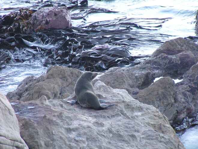 Ohau Point Seal Colony - Off SH1 - Nth of Kaikoura, Kaikoura Region, NZ ...