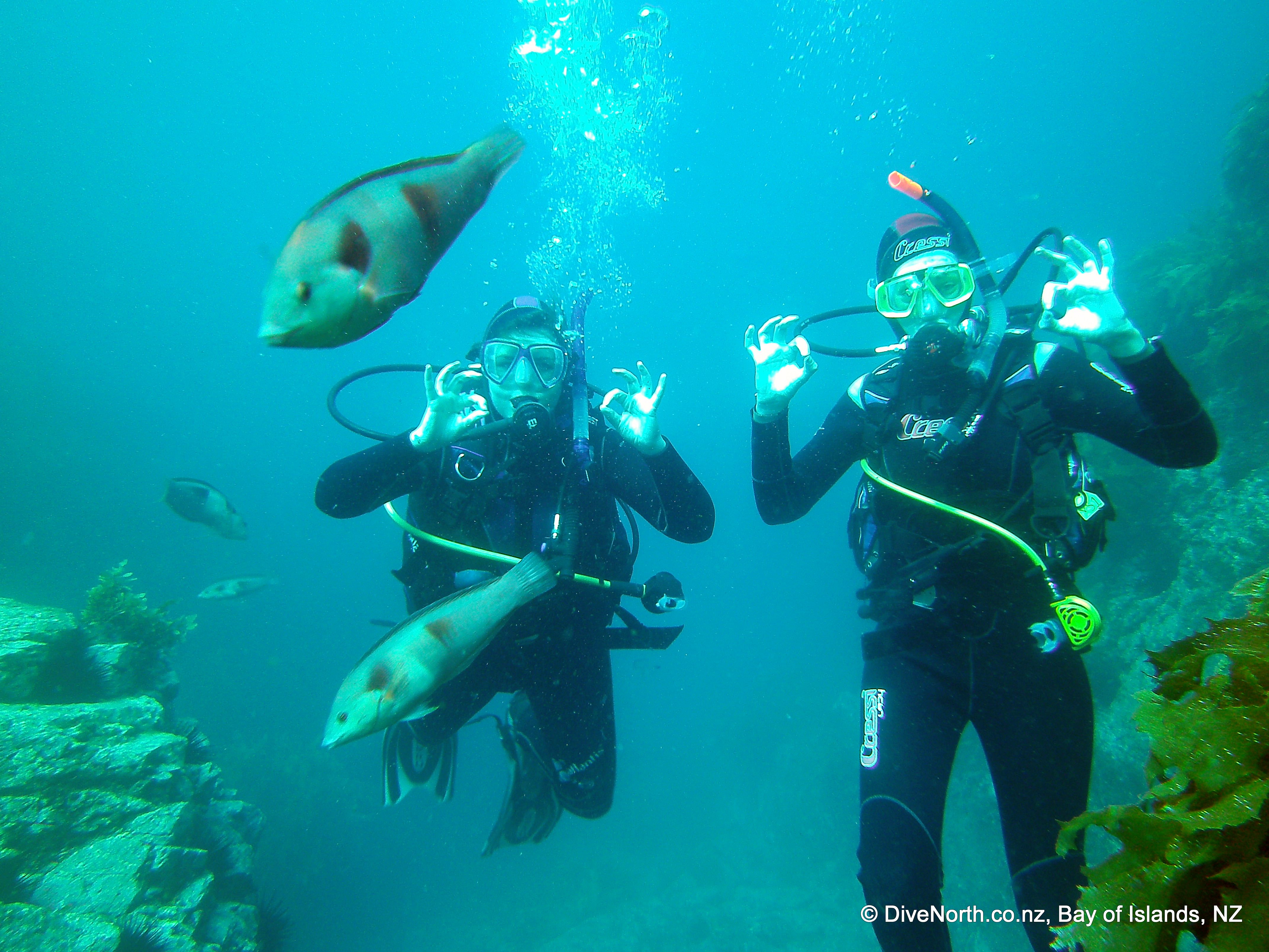 Dive North - Bay of Islands - SSI or PADI Open Water Course